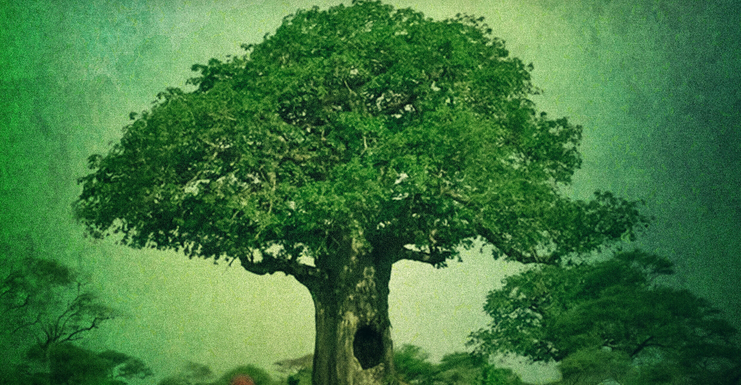 L'arbre qui cache la forêt - Pays de Savoie solidaires